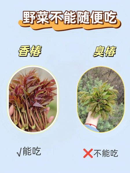 农村野菜名称大全图片_哪些野菜可以安全食用-第2张图片-山城妙识