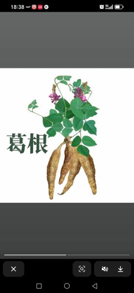 葛根多少钱一斤_葛根价格行情-第1张图片-山城妙识