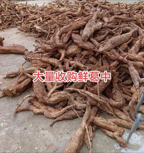 葛根多少钱一斤_葛根价格行情-第2张图片-山城妙识