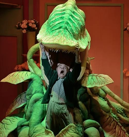 食人花真的吃人吗_食人花捕食全过程揭秘-第3张图片-山城妙识