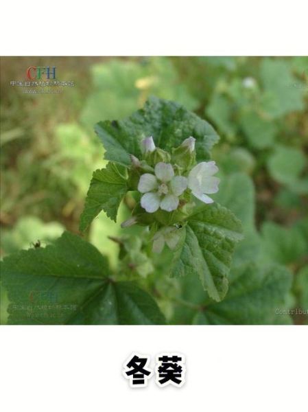 冬葵子有什么功效_冬葵子能治什么病-第3张图片-山城妙识 冬葵子有什么功效_冬葵子能治什么病-第3张图片-山城妙识