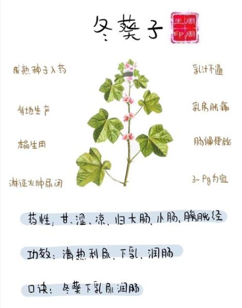 冬葵子有什么功效_冬葵子能治什么病-第1张图片-山城妙识 冬葵子有什么功效_冬葵子能治什么病-第1张图片-山城妙识