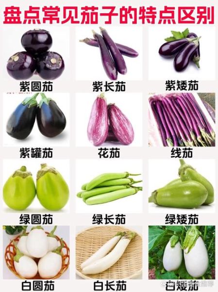 茄瓜是茄子还是瓜_茄瓜图片怎么分辨真假-第3张图片-山城妙识