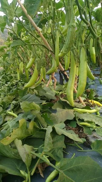 茄瓜是茄子还是瓜_茄瓜图片怎么分辨真假-第2张图片-山城妙识