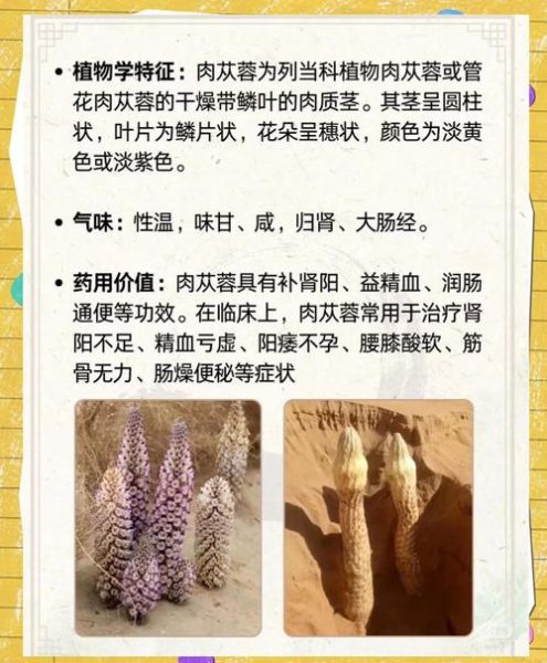肉苁蓉的功效与作用_肉苁蓉怎么吃效果最好-第2张图片-山城妙识