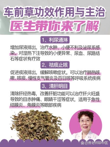 车前草的功效与作用_车前草能治哪些病-第2张图片-山城妙识