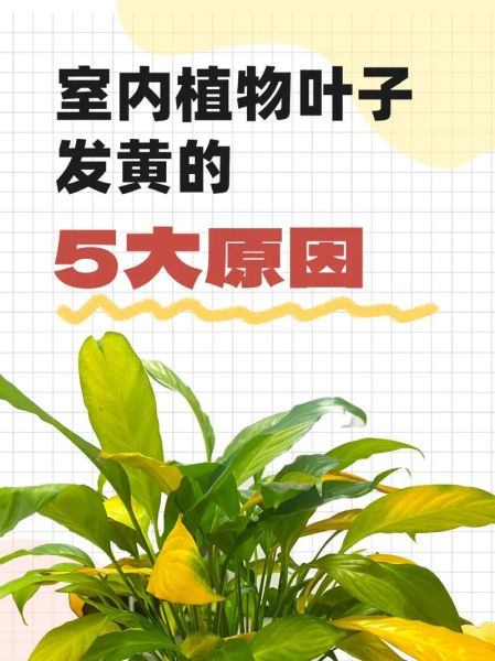 菠萝叶子发黄怎么办_菠萝叶子发黄的原因-第1张图片-山城妙识 菠萝叶子发黄怎么办_菠萝叶子发黄的原因-第1张图片-山城妙识