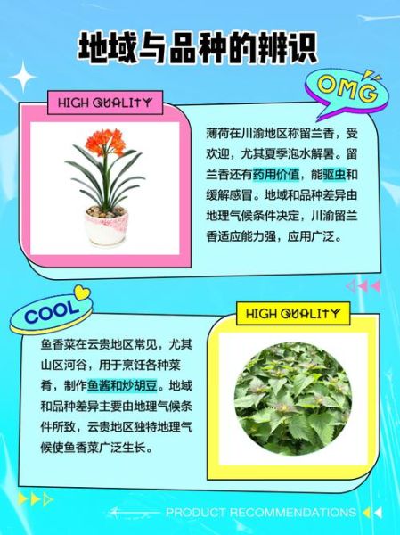 鱼香草和薄荷的区别_鱼香草是薄荷吗-第1张图片-山城妙识