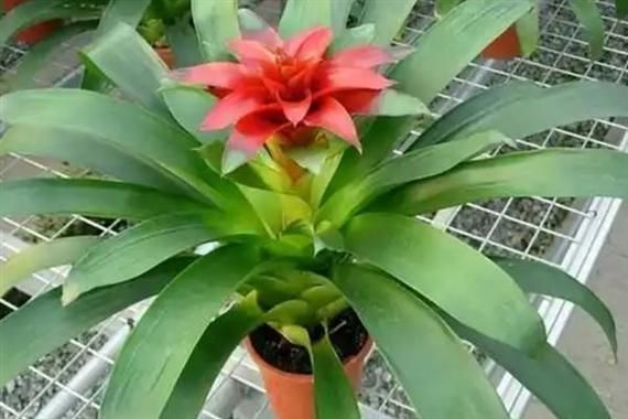 菠萝叶子发黄怎么办_菠萝叶子发黄的原因-第3张图片-山城妙识 菠萝叶子发黄怎么办_菠萝叶子发黄的原因-第3张图片-山城妙识