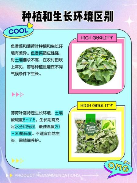鱼香草和薄荷的区别_鱼香草是薄荷吗-第2张图片-山城妙识
