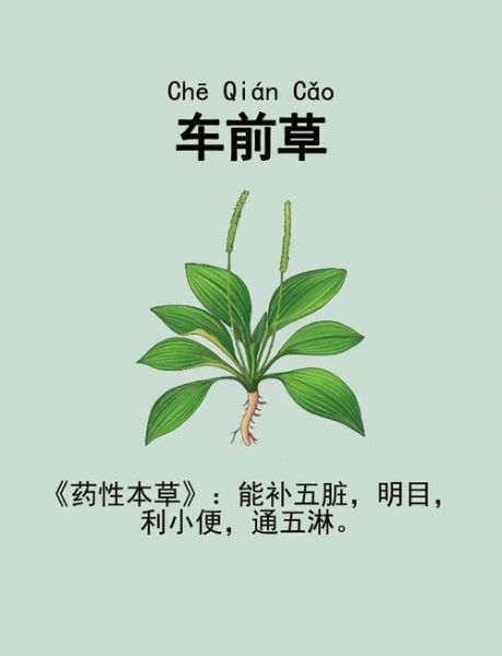 车前草治什么病最好_车前草能治尿路感染吗-第1张图片-山城妙识
