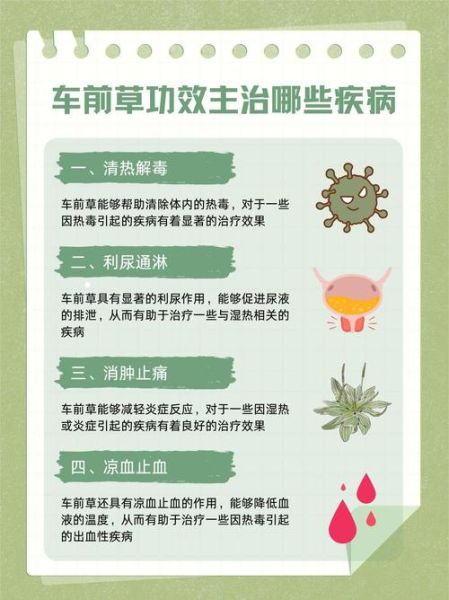 车前草治什么病最好_车前草能治尿路感染吗-第2张图片-山城妙识