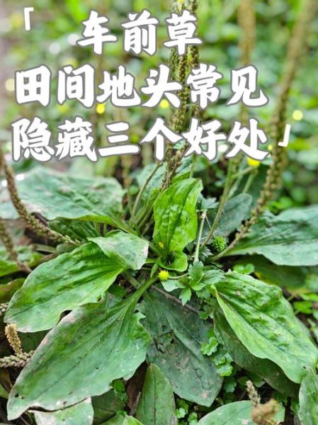 车前草治什么病最好_车前草能治尿路感染吗-第3张图片-山城妙识
