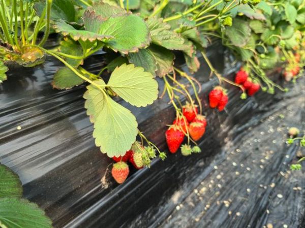 丹东草莓为什么好吃_丹东草莓多少钱一斤-第3张图片-山城妙识