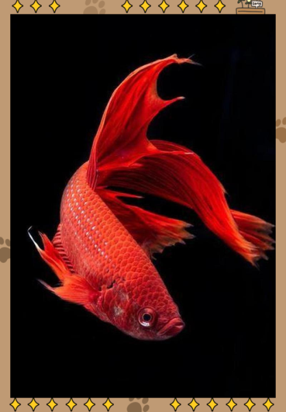 大红鱼视频怎么下载_大红鱼视频在线观看-第1张图片-山城妙识