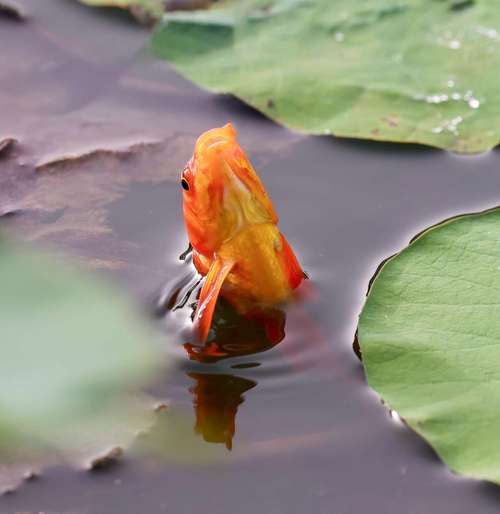 大红鱼视频怎么下载_大红鱼视频在线观看-第3张图片-山城妙识