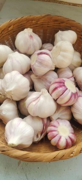 大蒜图片大全_大蒜高清图片怎么拍-第1张图片-山城妙识
