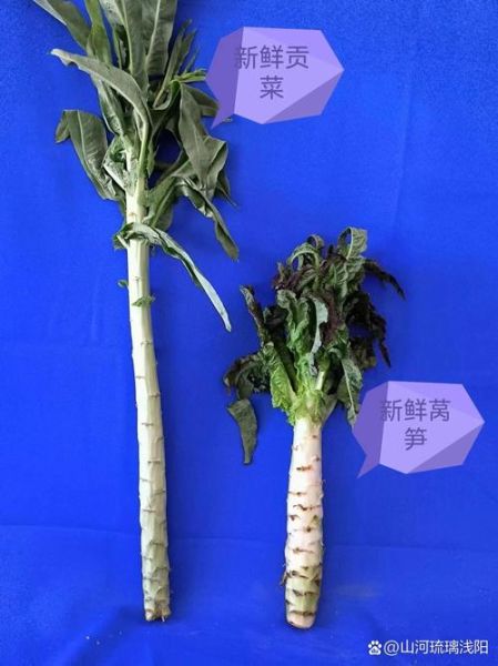 贡菜是不是莴笋_贡菜和莴笋的区别-第1张图片-山城妙识