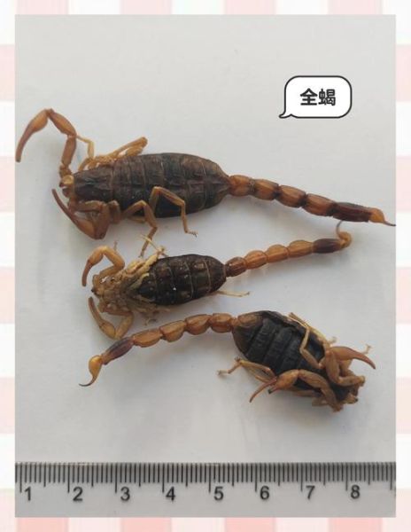 全蝎的功效与作用是什么_全蝎能治哪些病-第3张图片-山城妙识 全蝎的功效与作用是什么_全蝎能治哪些病-第3张图片-山城妙识