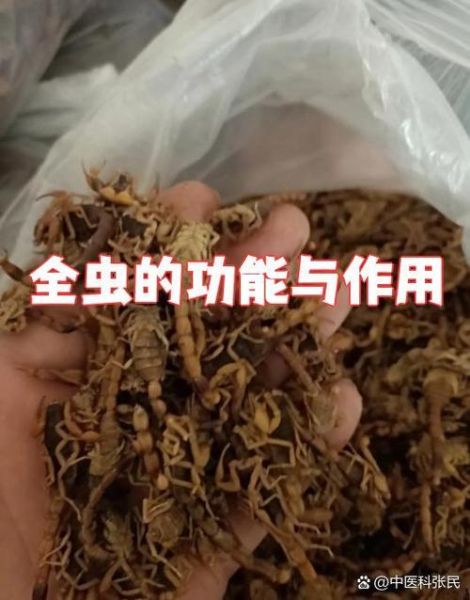 全蝎的功效与作用是什么_全蝎能治哪些病-第2张图片-山城妙识 全蝎的功效与作用是什么_全蝎能治哪些病-第2张图片-山城妙识