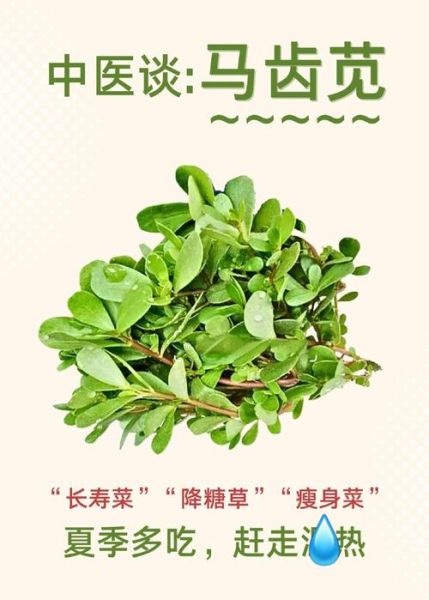 马齿苋的功效与作用_马齿苋怎么吃最好-第3张图片-山城妙识
