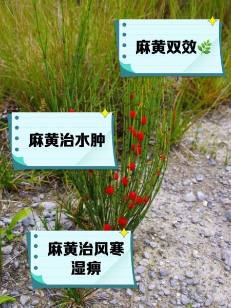 麻黄的功效与作用_麻黄有哪些禁忌-第1张图片-山城妙识