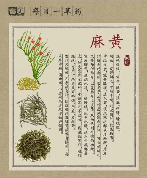 麻黄的功效与作用_麻黄有哪些禁忌-第2张图片-山城妙识