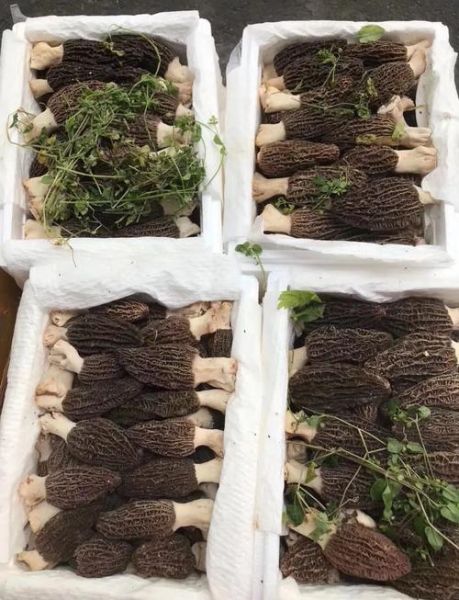 牛肚菌长什么样_如何辨别真假牛肚菌-第3张图片-山城妙识 牛肚菌长什么样_如何辨别真假牛肚菌-第3张图片-山城妙识