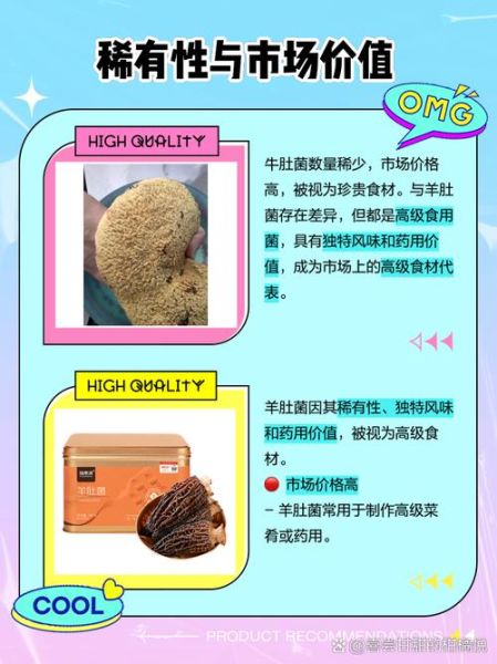 牛肚菌长什么样_如何辨别真假牛肚菌-第2张图片-山城妙识 牛肚菌长什么样_如何辨别真假牛肚菌-第2张图片-山城妙识