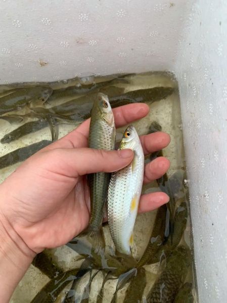 青鱼苗多少钱一斤_青鱼苗价格行情-第1张图片-山城妙识