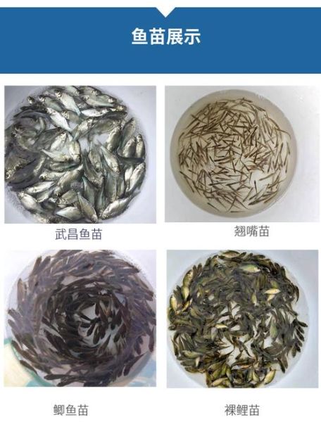 青鱼苗多少钱一斤_青鱼苗价格行情-第3张图片-山城妙识