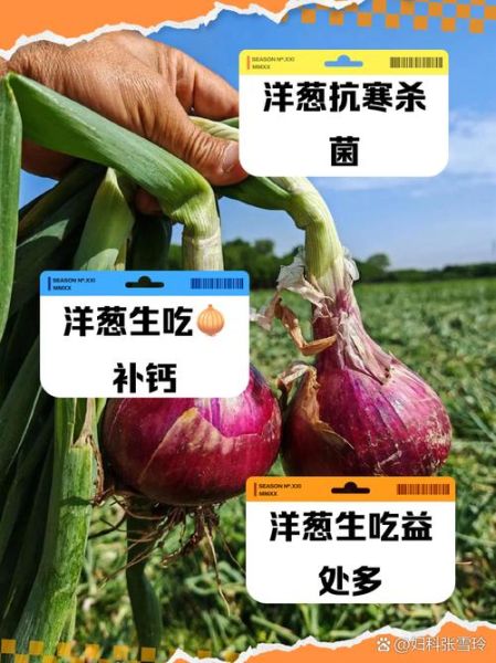 洋葱能提高男性性功能吗_洋葱对男性性功能的好处-第3张图片-山城妙识 洋葱能提高男性性功能吗_洋葱对男性性功能的好处-第3张图片-山城妙识