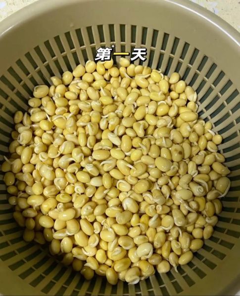 黄豆芽怎么发最快_黄豆芽图片识别技巧-第2张图片-山城妙识