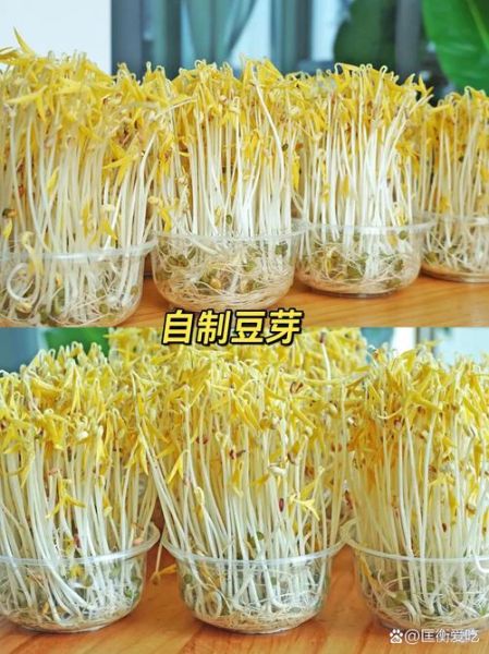 黄豆芽怎么发最快_黄豆芽图片识别技巧-第3张图片-山城妙识
