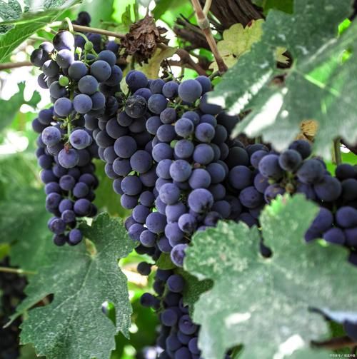 夏黑葡萄和巨峰葡萄的区别_哪个更甜更好吃-第3张图片-山城妙识