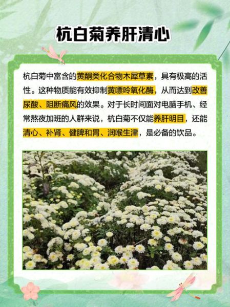 杭菊花泡水喝的功效_杭菊花和胎菊哪个好-第3张图片-山城妙识