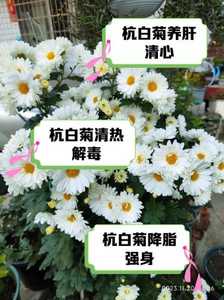 杭菊花泡水喝的功效_杭菊花和胎菊哪个好-第2张图片-山城妙识
