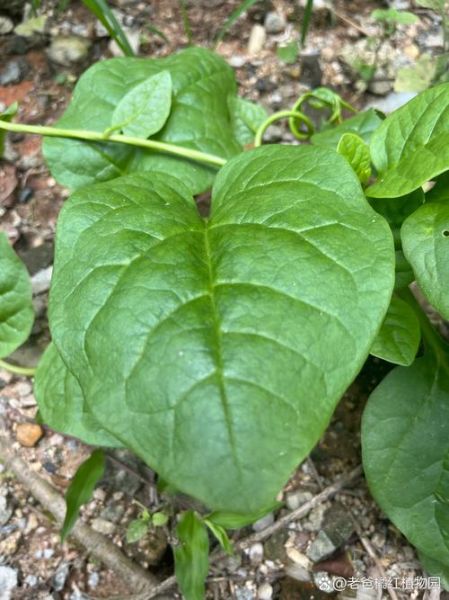 潺菜的功效与副作用_潺菜什么人不能吃-第2张图片-山城妙识