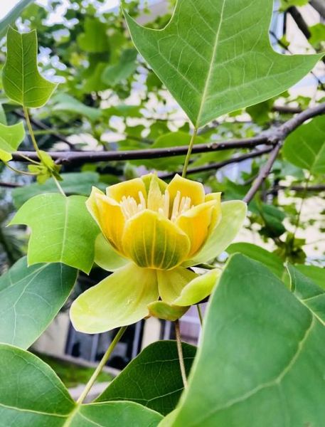 鹅掌楸果实可以吃吗_鹅掌楸果实药用价值-第3张图片-山城妙识