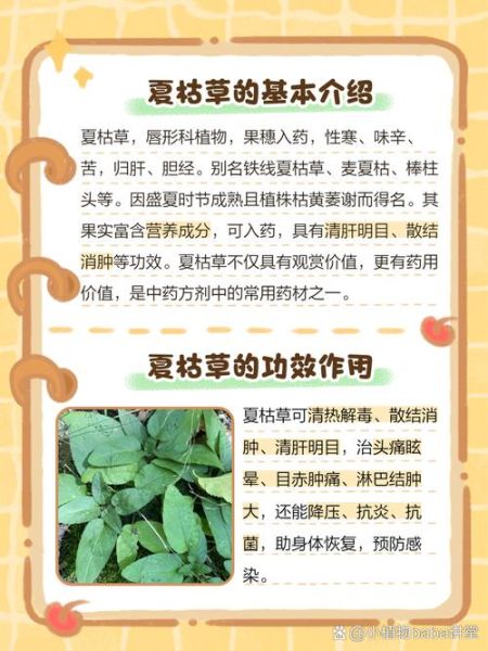 夏枯草能治乳腺增生吗_多久见效-第2张图片-山城妙识 夏枯草能治乳腺增生吗_多久见效-第2张图片-山城妙识