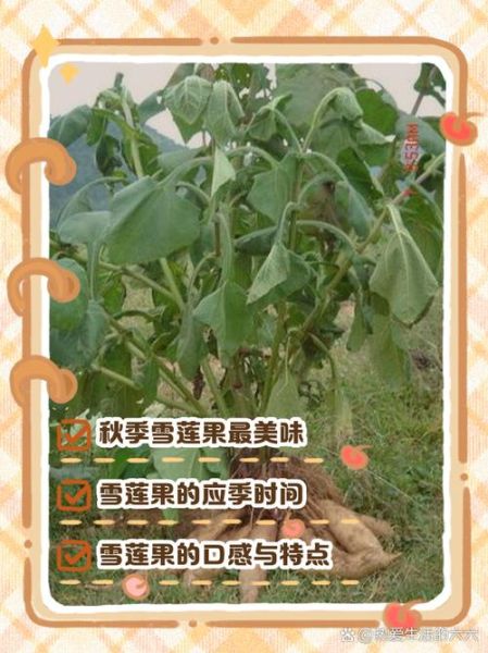 雪莲果的功效与作用有哪些_雪莲果怎么吃最健康-第3张图片-山城妙识