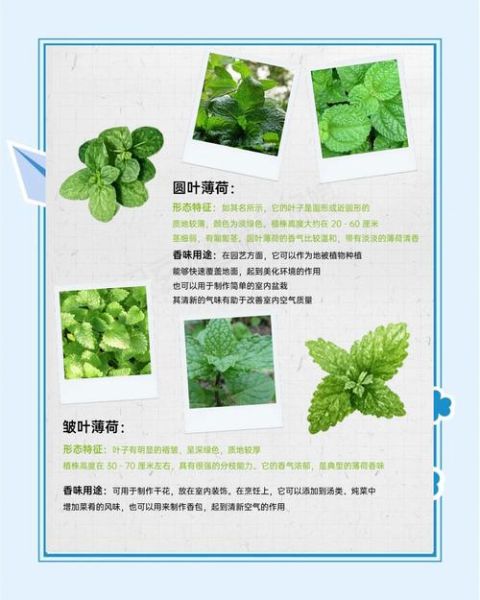 薄荷减肥真的有用吗_薄荷减肥副作用有哪些-第1张图片-山城妙识