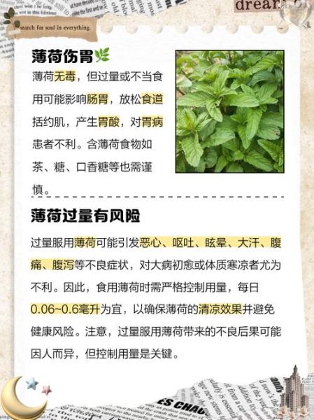薄荷减肥真的有用吗_薄荷减肥副作用有哪些-第3张图片-山城妙识