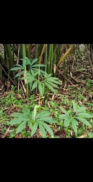 天南星图片长什么样_天南星图片怎么鉴别真假-第2张图片-山城妙识