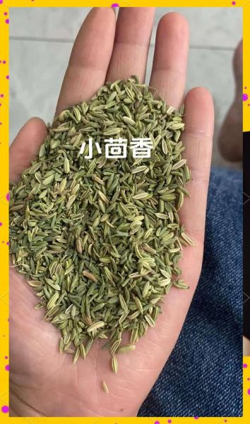 小茴香和孜然一样吗_怎么区分小茴香孜然-第3张图片-山城妙识