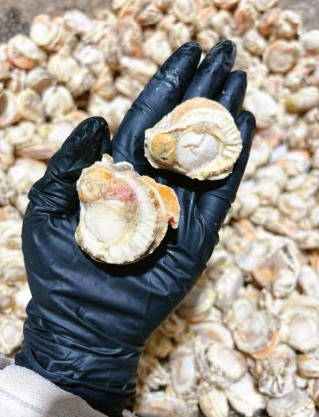 冷冻扇贝肉怎么清蒸_冷冻扇贝肉清蒸需要解冻吗-第1张图片-山城妙识