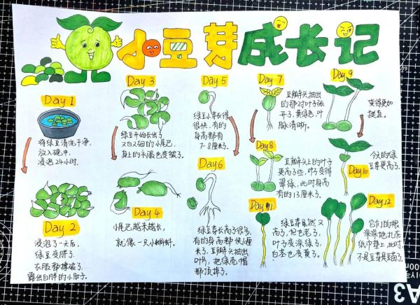 黄豆芽怎么种_黄豆芽生长观察日记-第1张图片-山城妙识