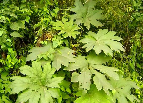 通草长什么样子_通草图片特征识别-第1张图片-山城妙识