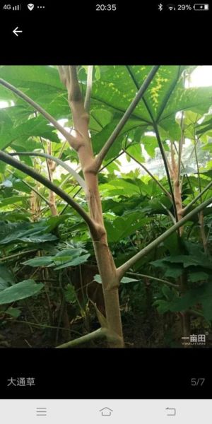 通草长什么样子_通草图片特征识别-第3张图片-山城妙识