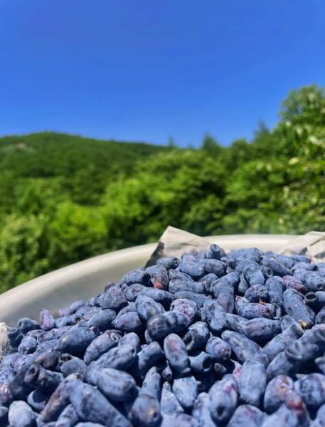 蓝靛果和蓝莓哪个好_营养价值对比-第1张图片-山城妙识 蓝靛果和蓝莓哪个好_营养价值对比-第1张图片-山城妙识